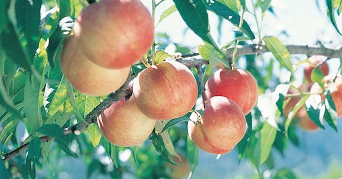 20 peach recipes - Chatelaine