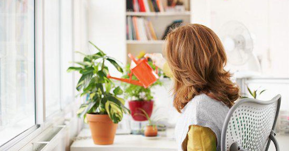 How to improve your health by decorating with plants - Chatelaine