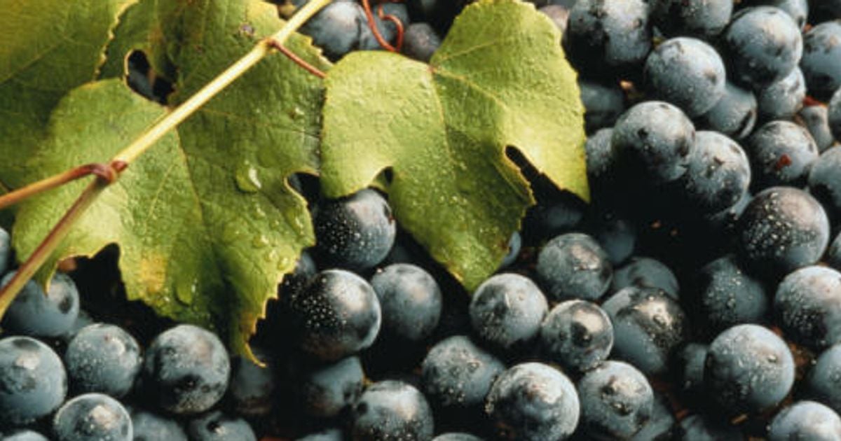 Five health benefits of concord grapes - Chatelaine
