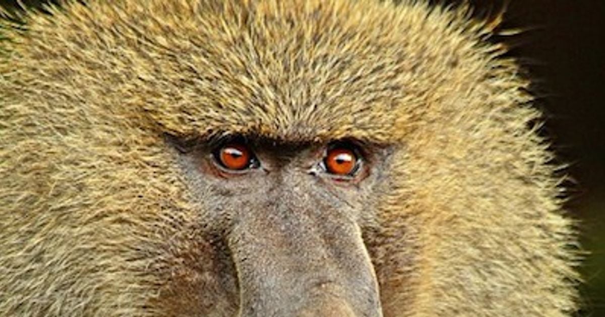 5 things we learned from the Toronto Zoo's baboon coup - Chatelaine
