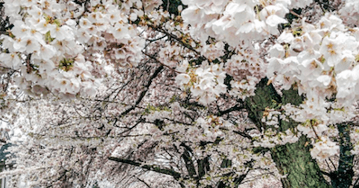 9 bursting blooms to make you believe spring is coming - Chatelaine