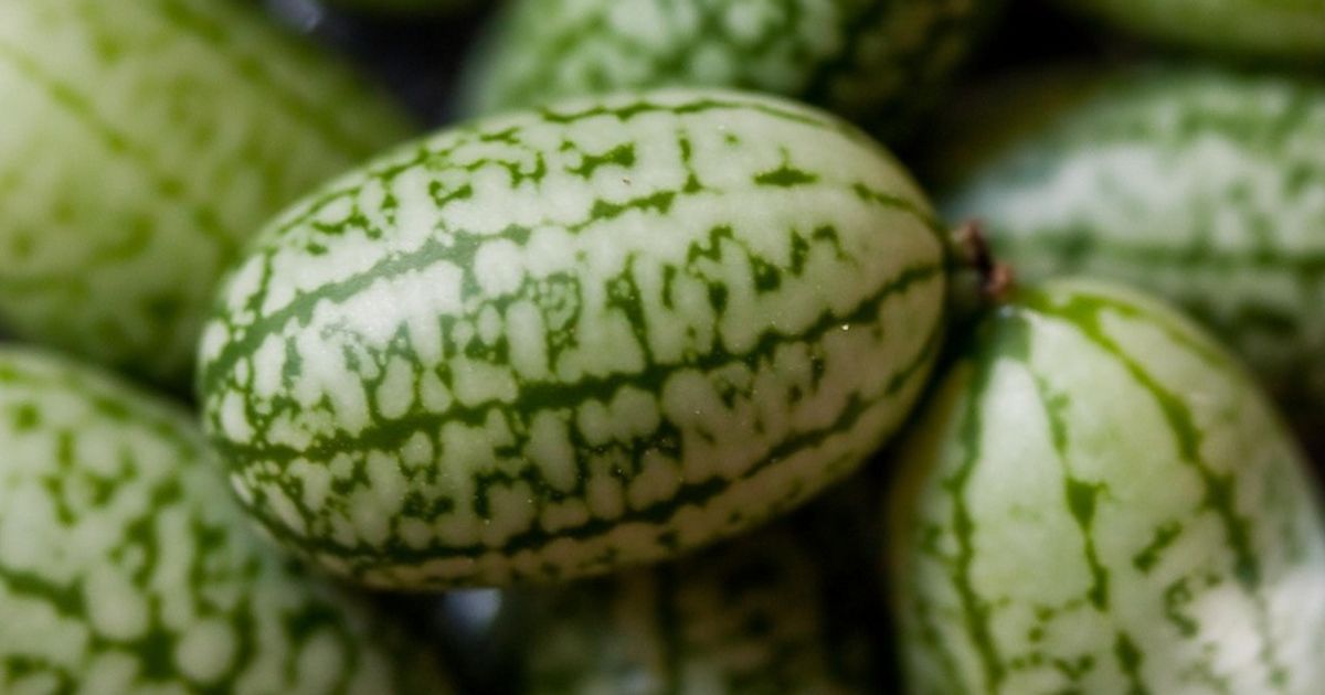Introducing cucamelons, a teeny-tiny fruit to fall in love with ...