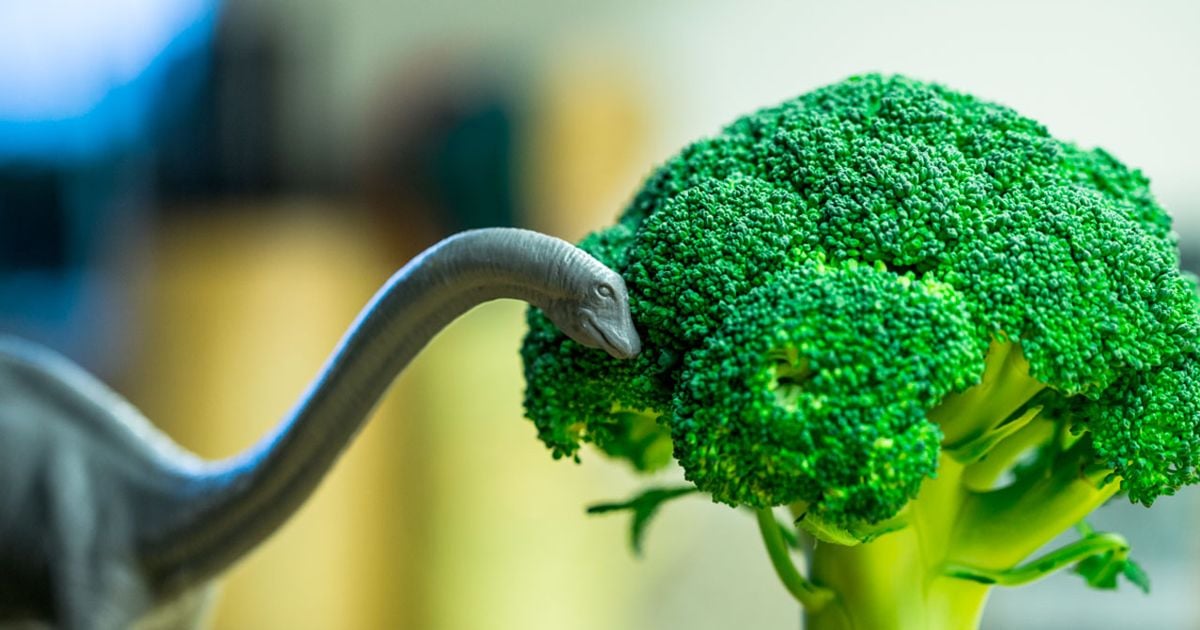 What Exactly Is A Plant-Based Diet? - Chatelaine