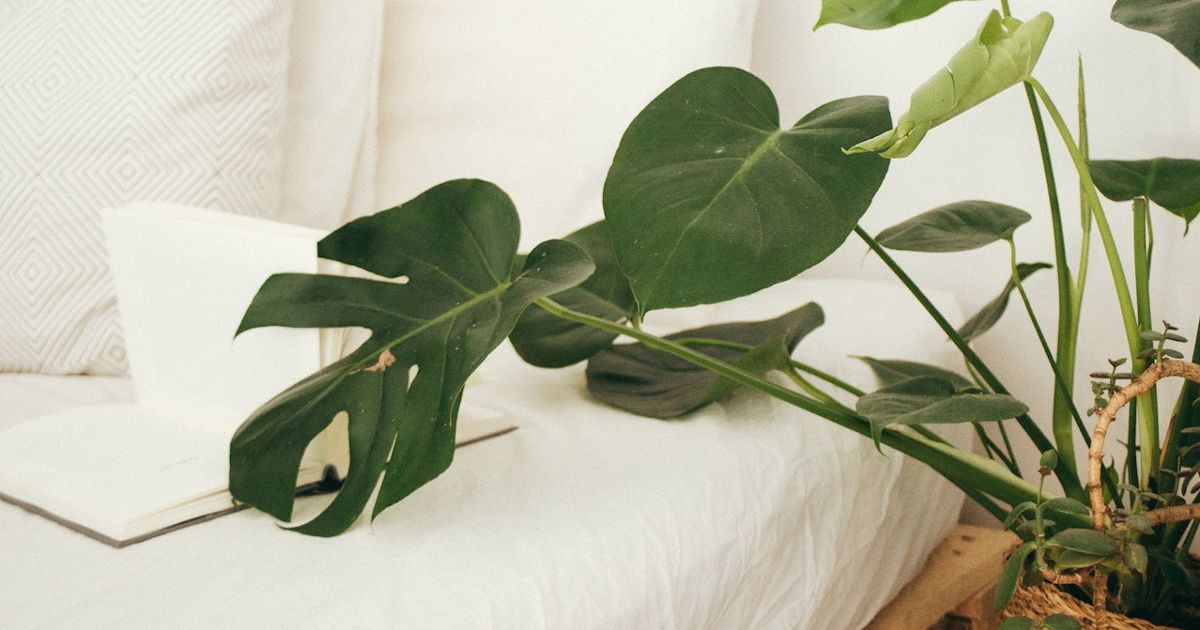 How To Keep Houseplants Alive (And Thriving) - Chatelaine