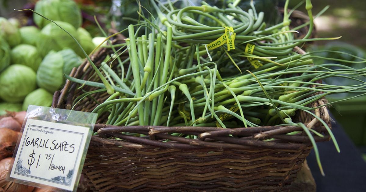 Garlic Scapes: What They Are & What To Do With Them - Chatelaine