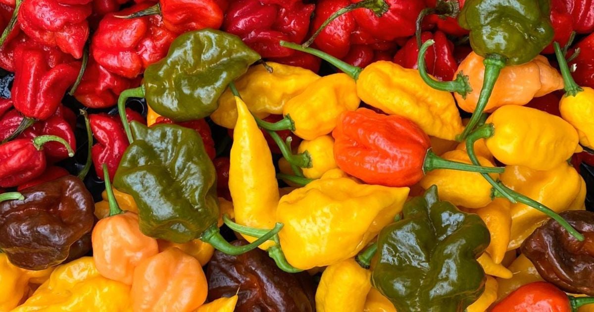 Searching For A Rare Pepper? Chances Are This Ontario Farm Grows It ...