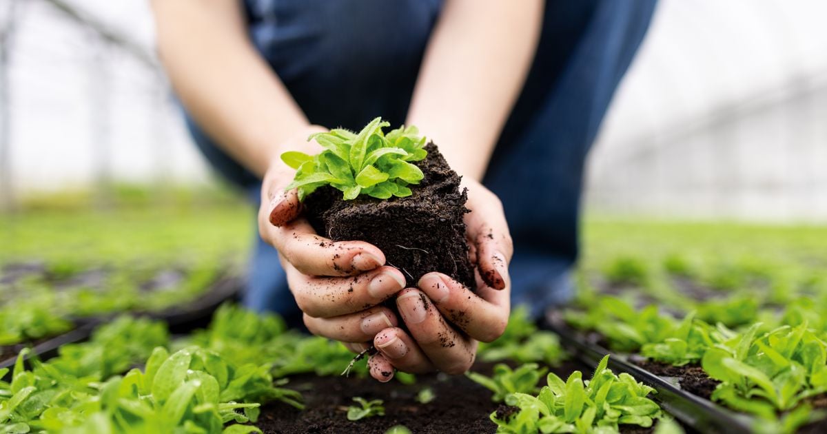 Ice Plant Skincare: Yves Rocher Lift Pro-Collagène Line - Chatelaine