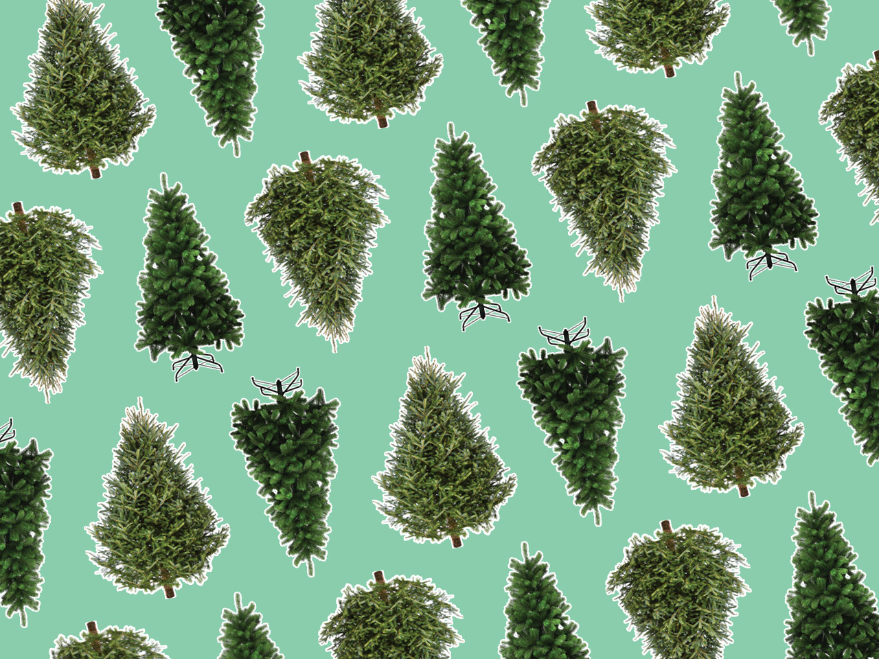 Fake Vs Real Christmas Trees